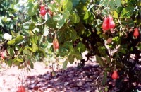 Consulting Fields | Agriculture consultation